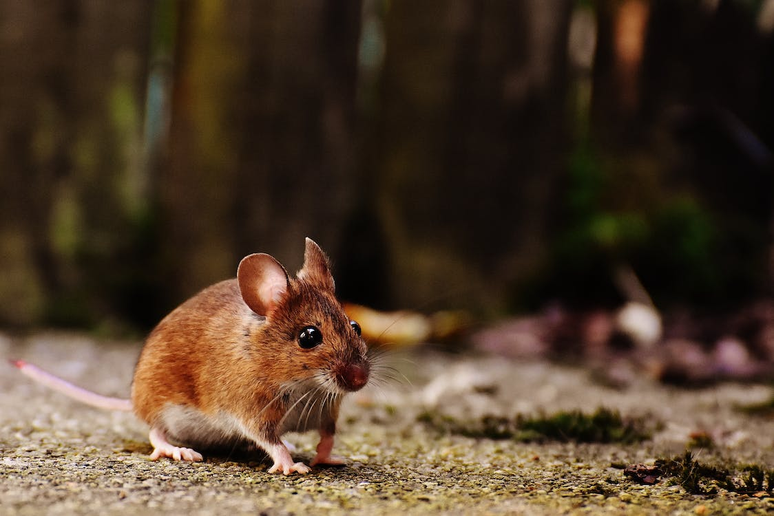 The Evolution of Rodents - Kal Pest Solutions