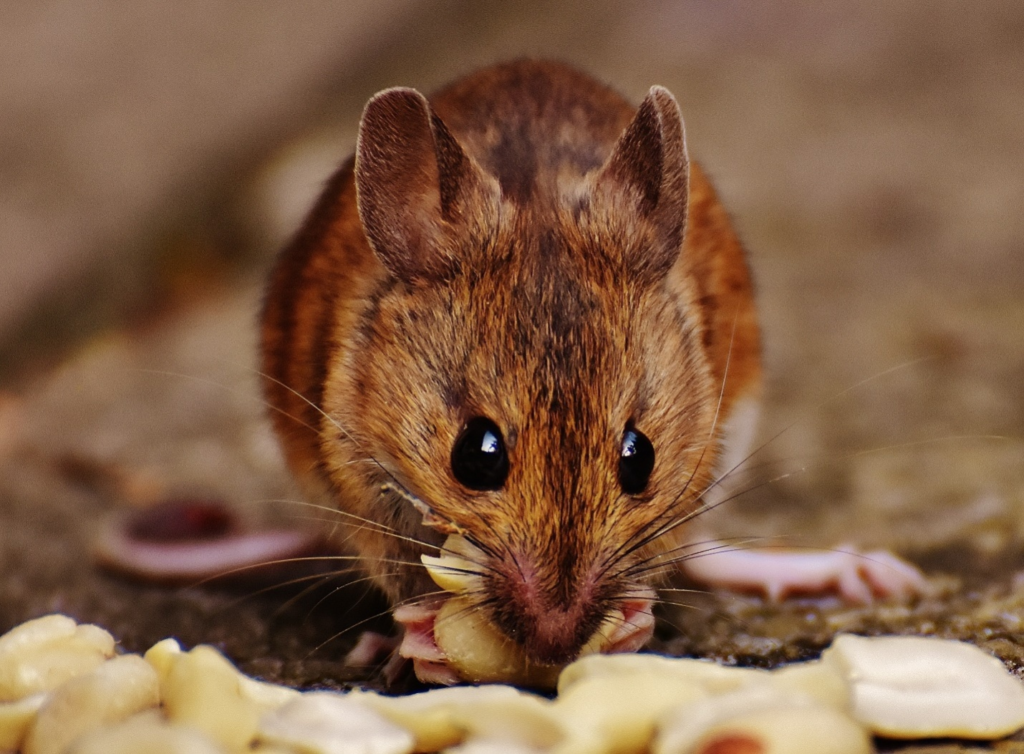 Rodent Control Trends: Sustainable and Technological Solutions for a ...