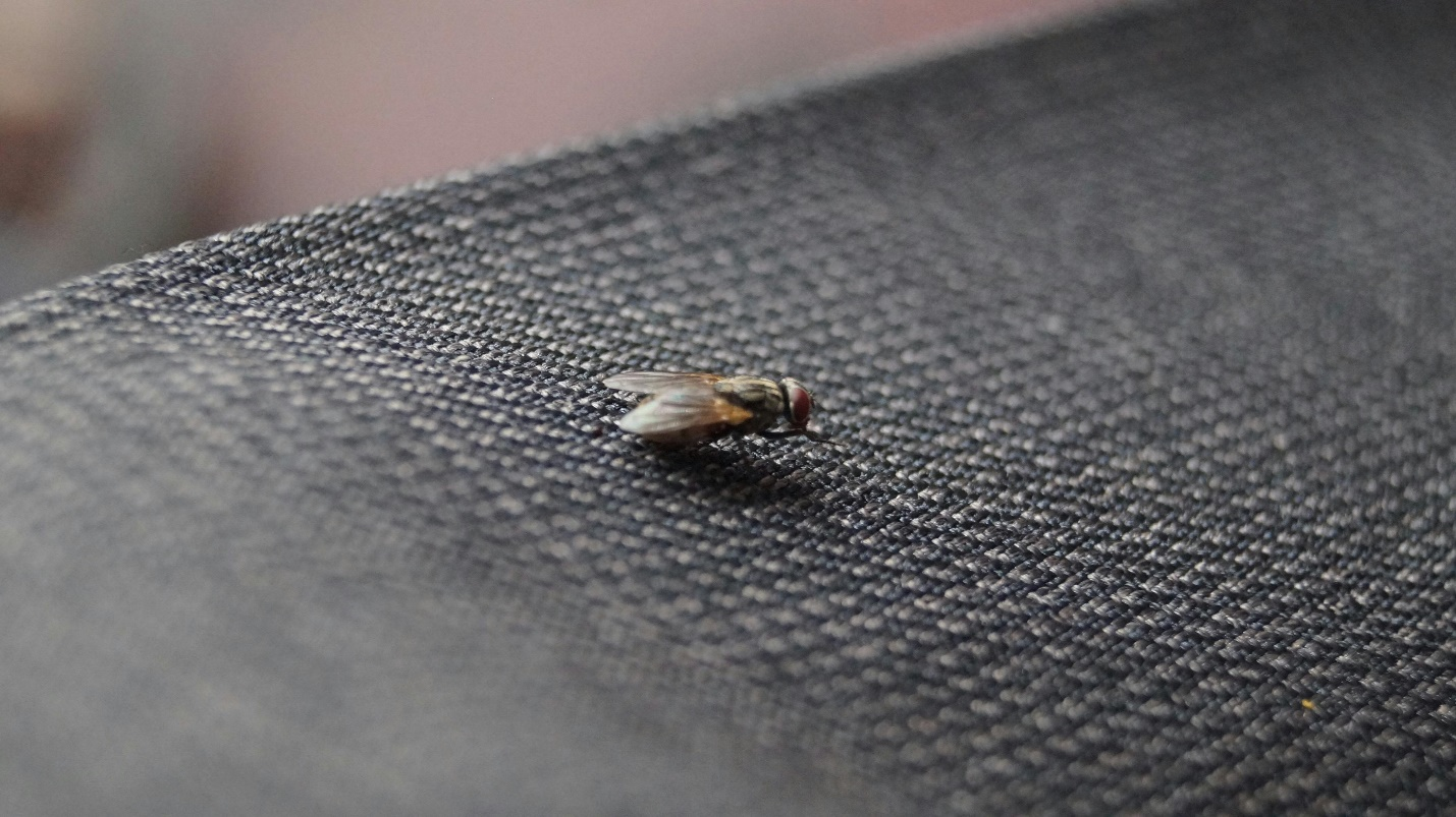 Are Flies Getting in Your House? Here's Why Fly Control Is Important ...