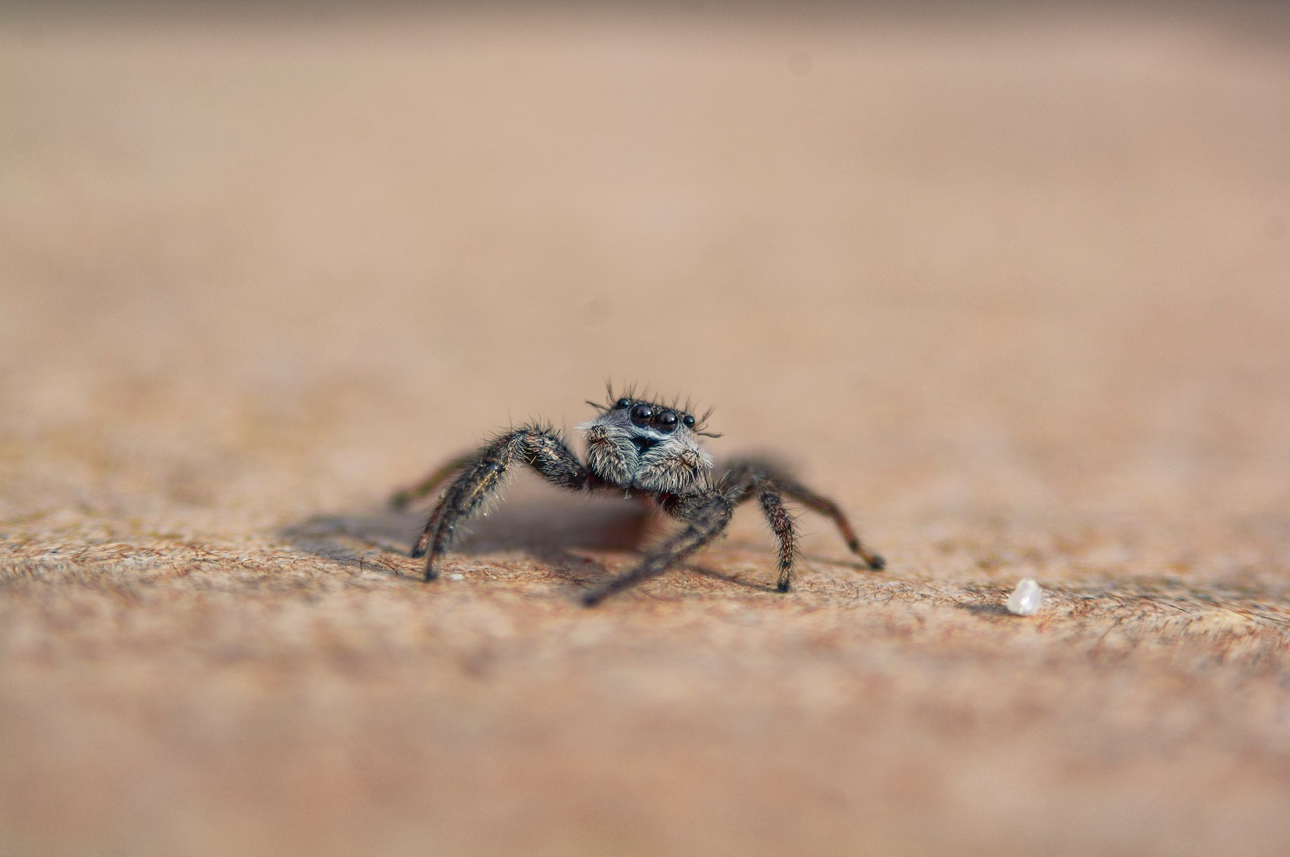 How to Spider-Proof Your Home This Summer - Kal Pest Solutions