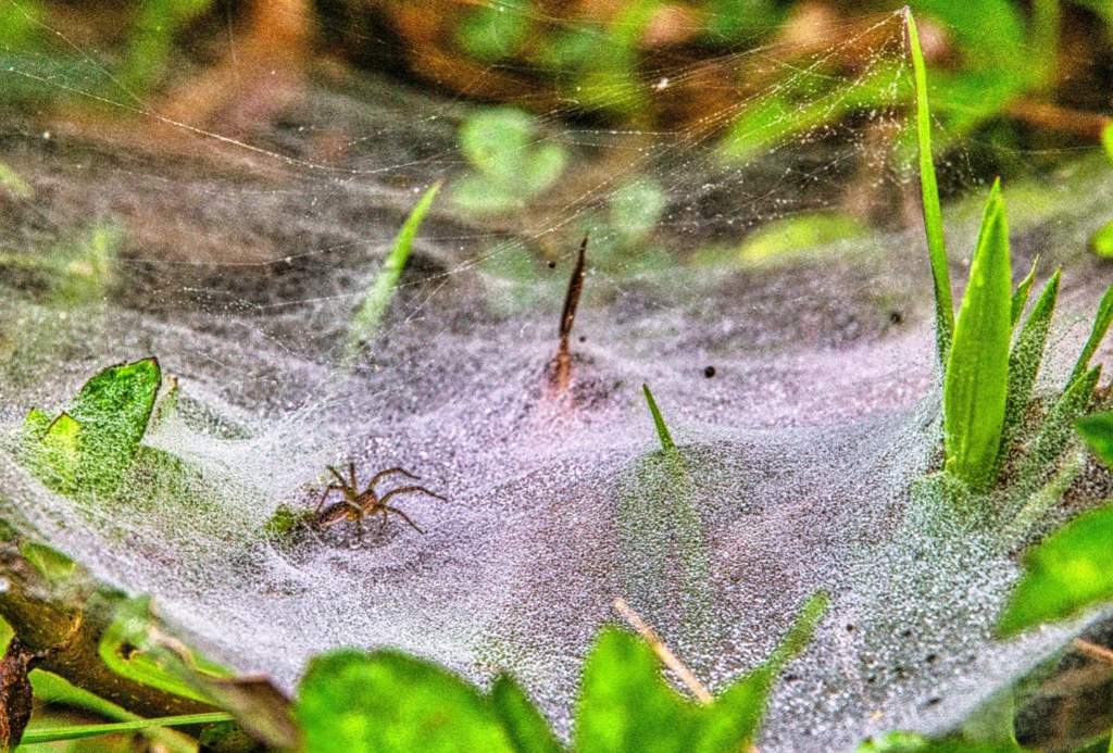 How to Spider-Proof Your Home This Summer - Kal Pest Solutions