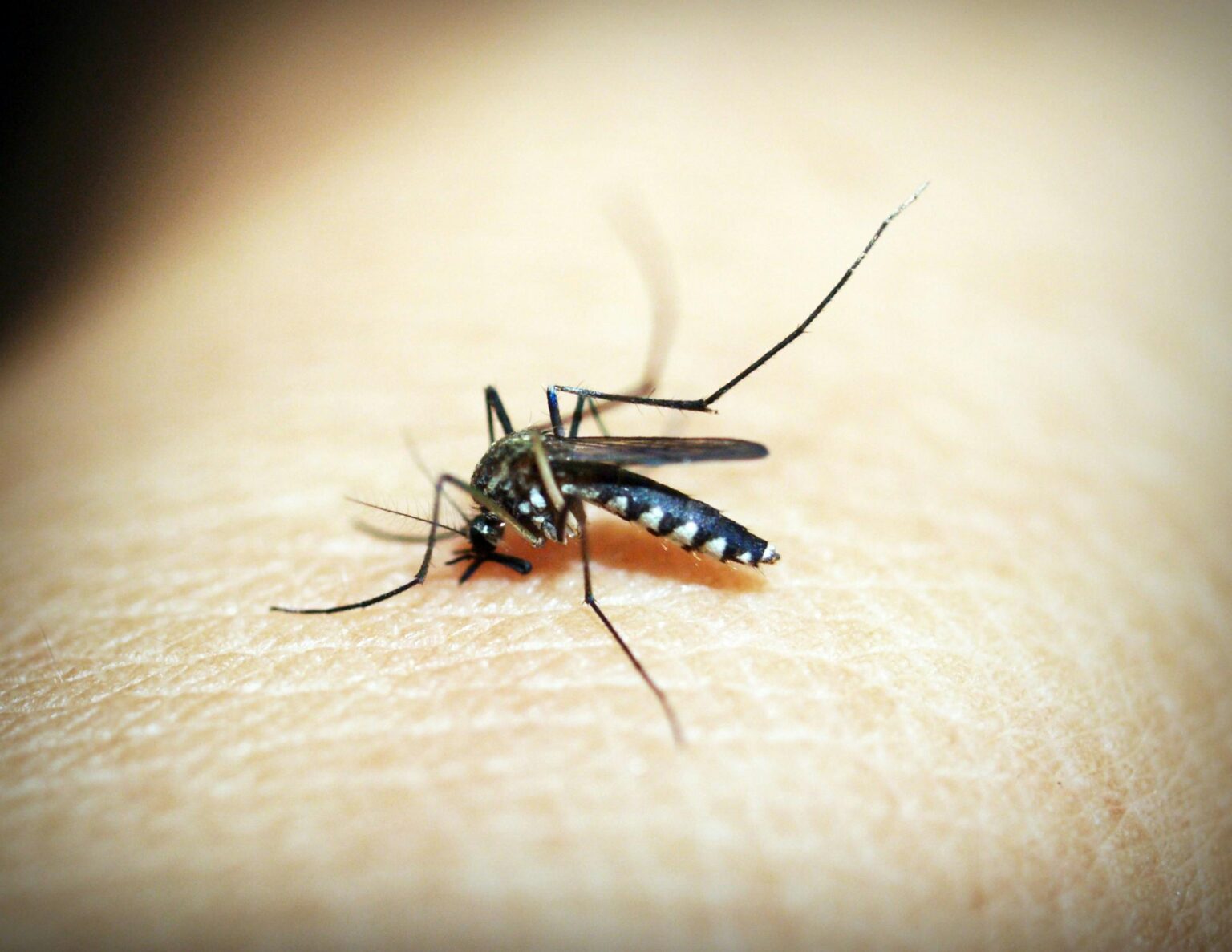 When to Worry About an Insect Bite? - Kal Pest Solutions